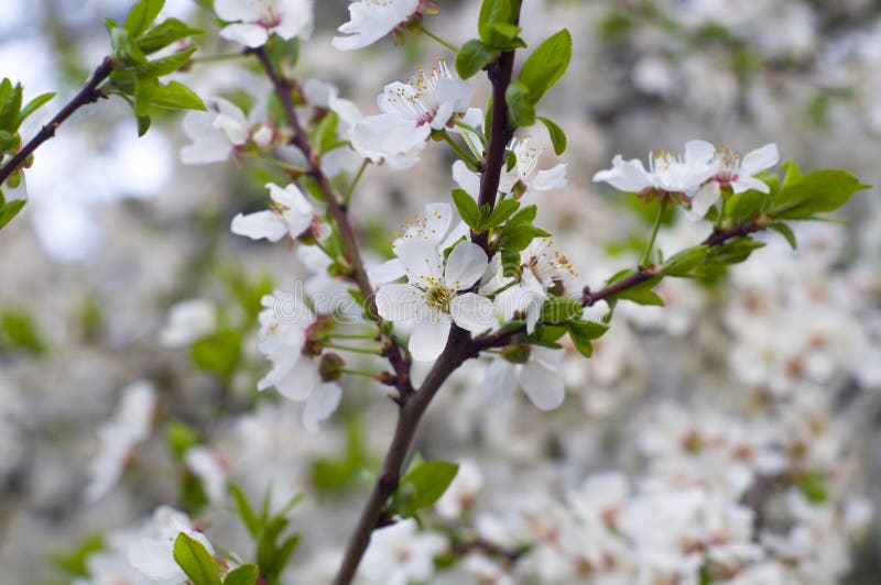 Plum Blossom stock afbeelding. Image of geel, pruim - 114492893