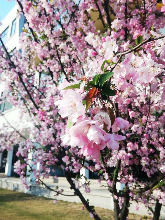 Plum Blossom the Beauty Blooms in Spring Stock Image - Image of spring ...