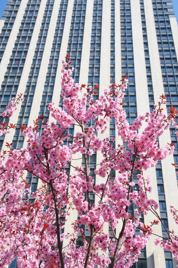 Plum blossom stock image. Image of spring, residential - 69656375