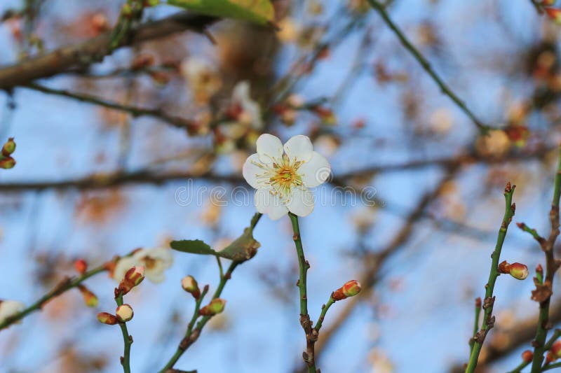 A Plum Blossom or Chinese Plum Flower Stock Photo - Image of ...