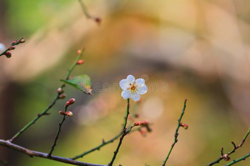 A Plum Blossom or Chinese Plum Flower Stock Image - Image of plant ...
