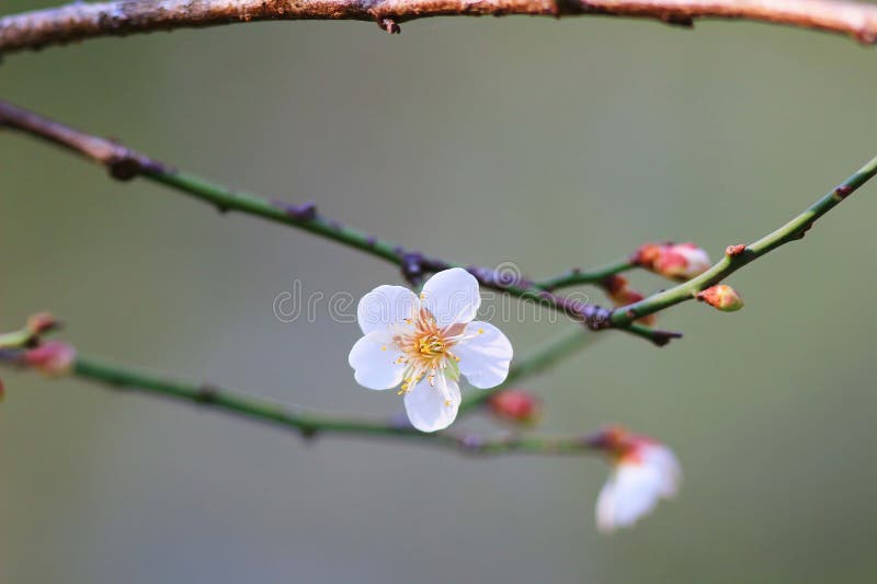 A Plum Blossom or Chinese Plum Flower Stock Image - Image of prunus ...