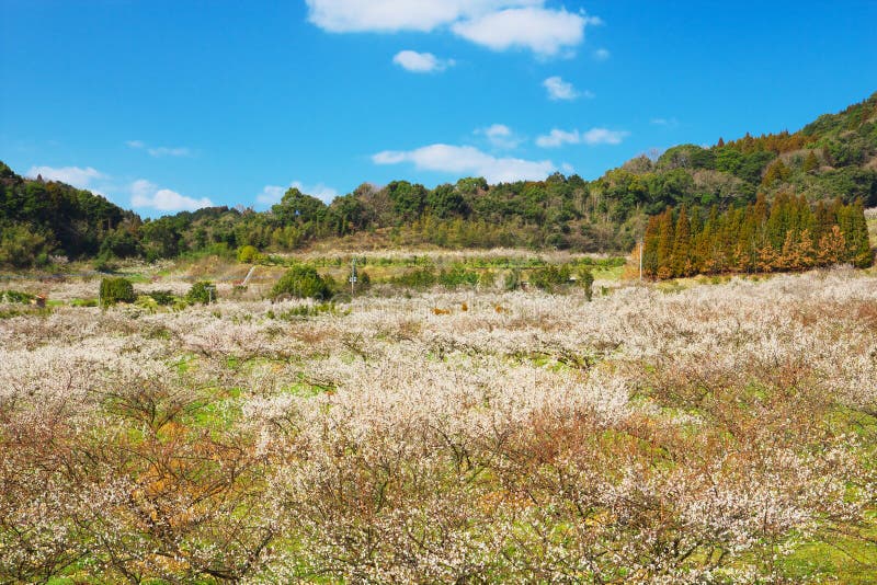 Plum Field at Mt. Maku Park Stock Photo - Image of maku, stream: 68719978