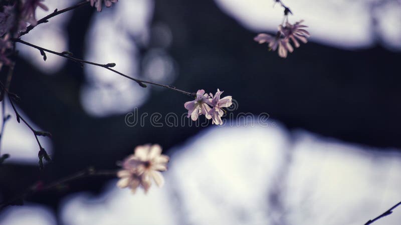 Plum Blossom. Light and Shadow Stock Photo - Image of nature, delicate ...