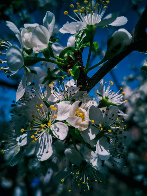 Plum blossom with shadow stock photo. Image of shadow - 236388328