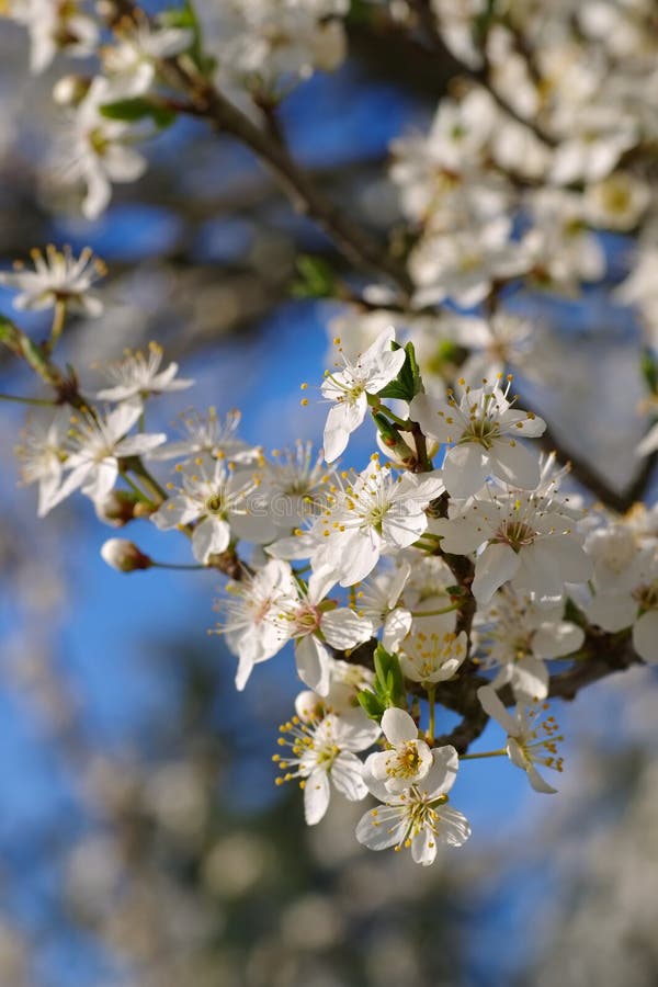 Plum blossom in spring stock image. Image of light, branch - 258905627