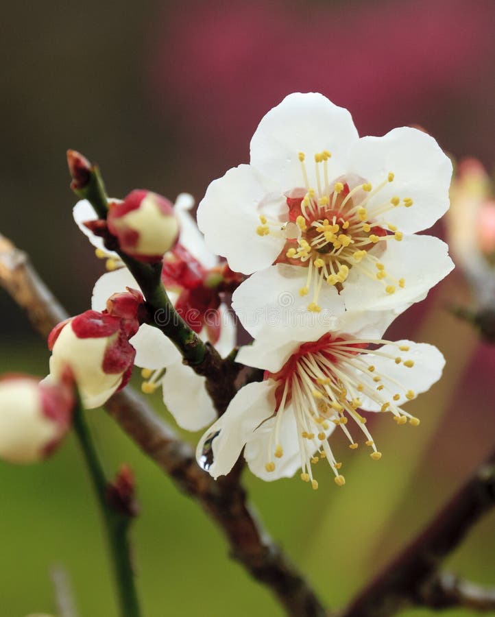 White Plum blossom stock image. Image of blooming, color - 39055149