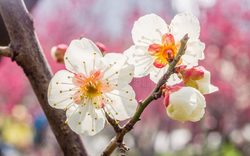 Spring stock image. Image of spring, blown, trees, flowers - 16830989