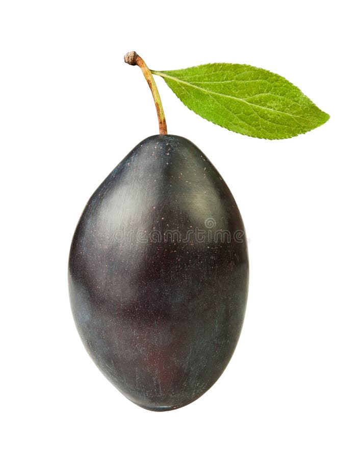 Plum blue one stock image. Image of fruit, antioxidant - 26636159