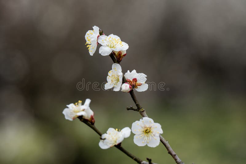 Plum bossom stock image. Image of shining, spring, twig - 270921925