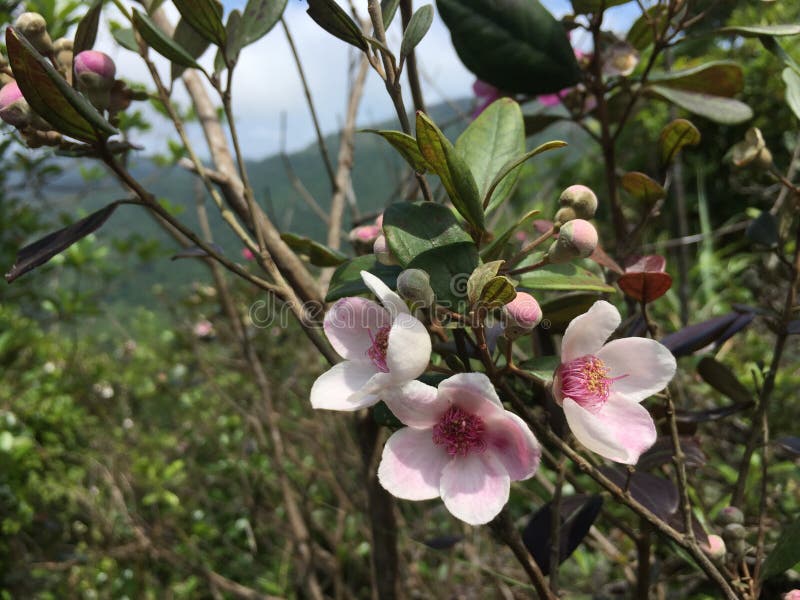 217 Branch Bossom Stock Photos - Free & Royalty-Free Stock Photos from ...