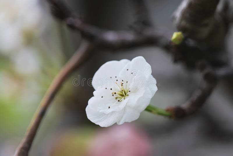 The Plum Bossom in the Winter Season Stock Photo - Image of spring ...
