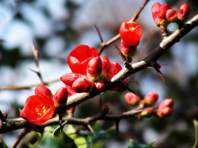Plum Branch stock photo. Image of plum, plant, tree, beauty - 16940336