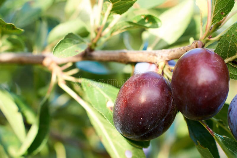Plum on branch stock photo. Image of tree, plumtree, nature - 76809948