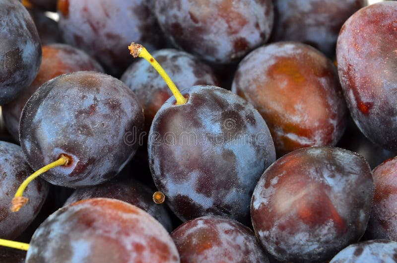 Plum, close up, DOF stock image. Image of fruity, acidic - 58403221