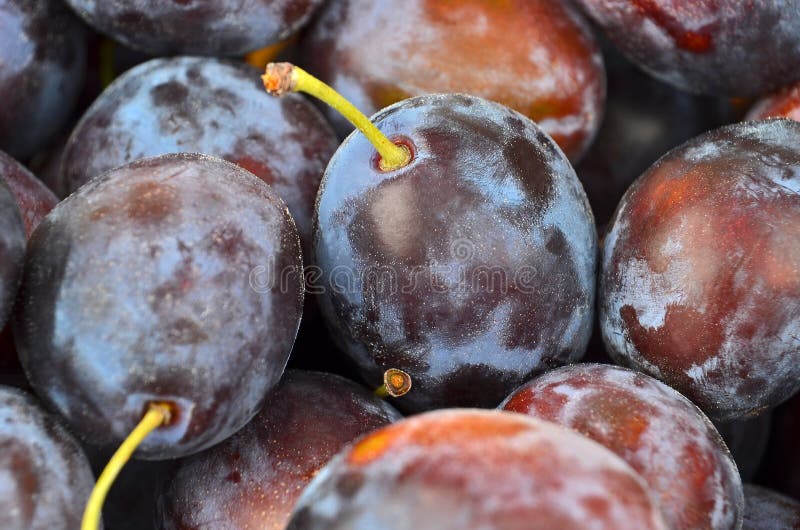 Plum, close up, DOF stock photo. Image of organic, delicious - 58676840