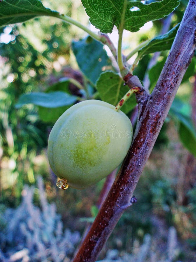 Close up of a Plum stock image. Image of garden, hungary - 191766893