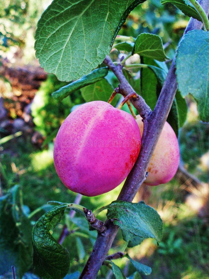 Close up of a Plum stock photo. Image of close, macro - 191766912
