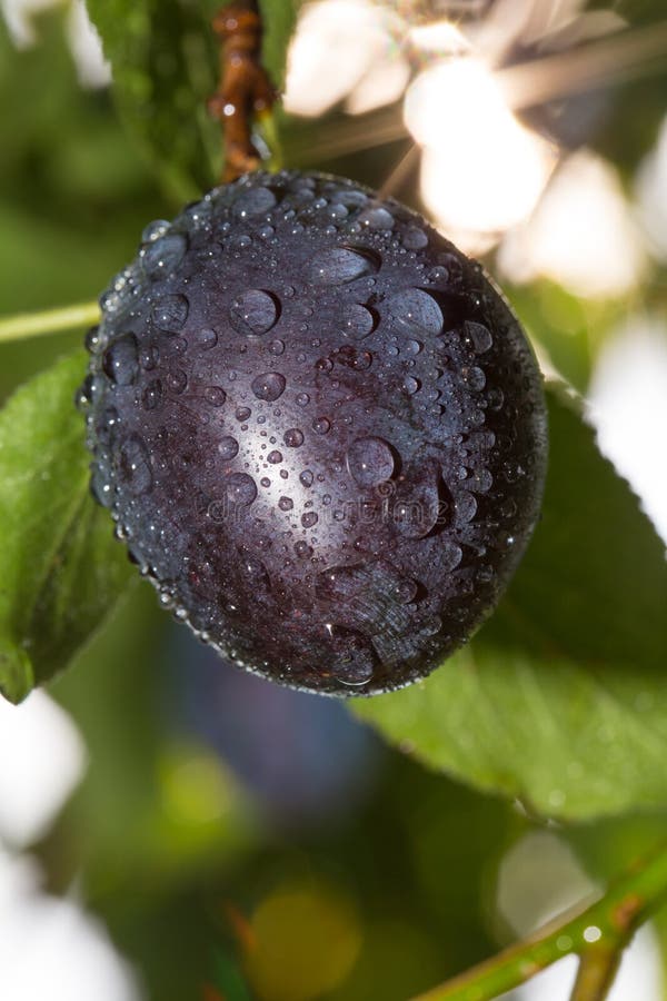 Plum 5 stock photo. Image of blurred, ripe, background - 37165934
