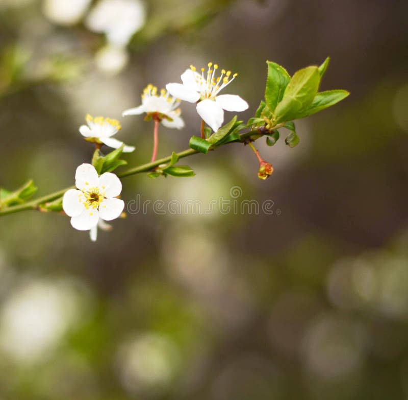 Plum flower stock image. Image of cherry, spring, lightweight - 151742823