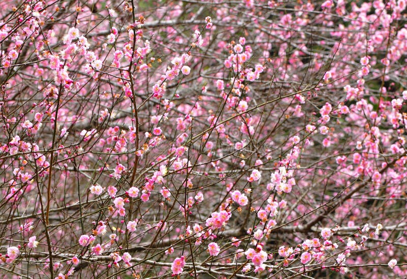 Plum flower stock photo. Image of floral, rural, blossom - 23312198