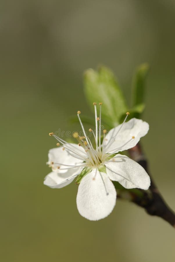 Plum flower stock photo. Image of blossomed, floral, blooming - 5405288