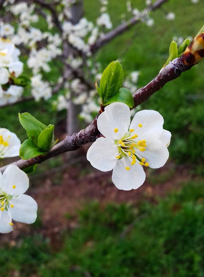 Plum Flower, Plum Blossom in Plum Orchard Stock Image - Image of growth ...