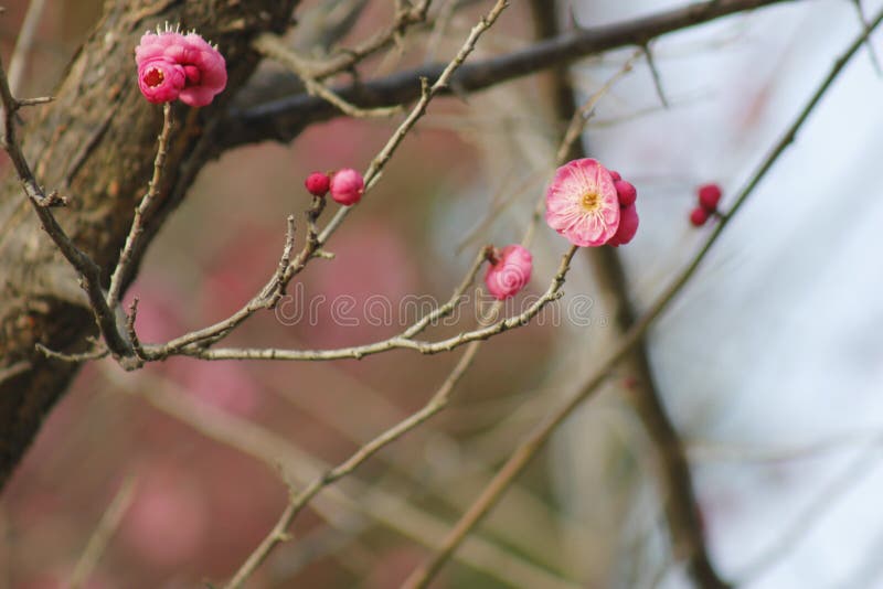 Plum Flower and Bulb Coming Out in the Early Spring Stock Image - Image ...
