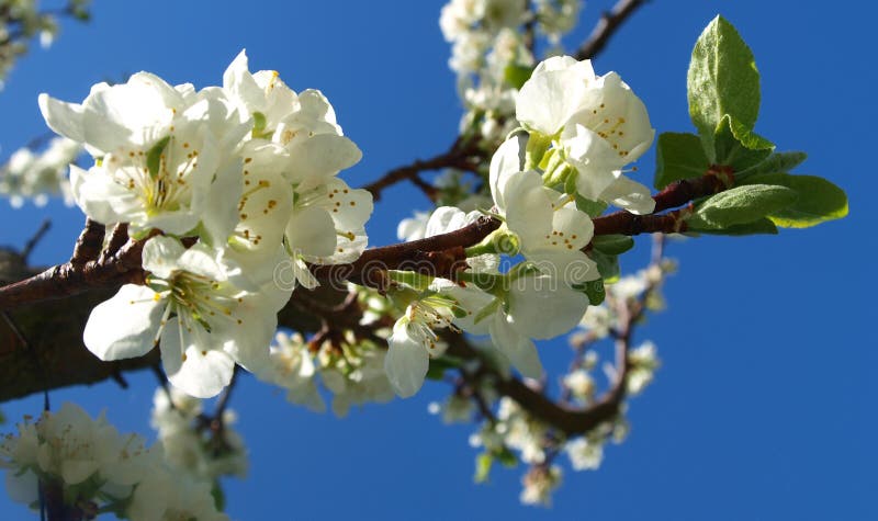 Plum flower stock image. Image of floral, gentian, blossoming - 39601705