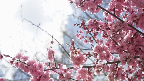 177 French Plum Tree Stock Photos - Free & Royalty-Free Stock Photos ...