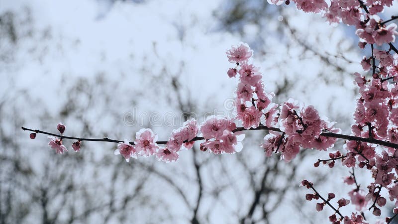 177 French Plum Tree Stock Photos - Free & Royalty-Free Stock Photos ...