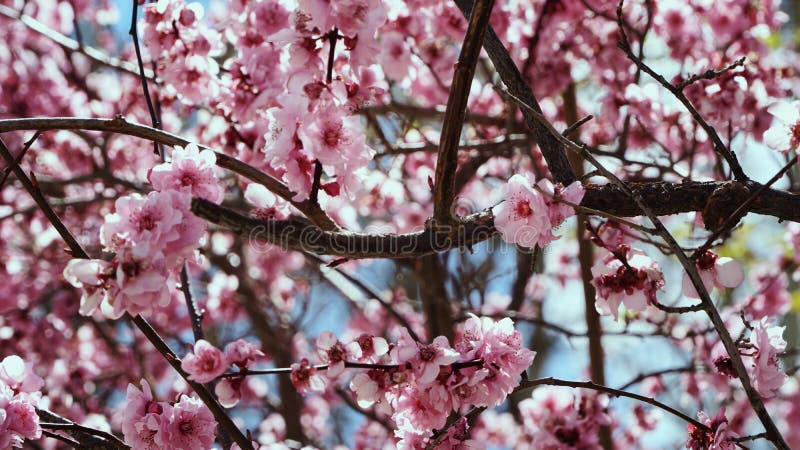 185 French Plum Tree Stock Photos - Free & Royalty-Free Stock Photos ...