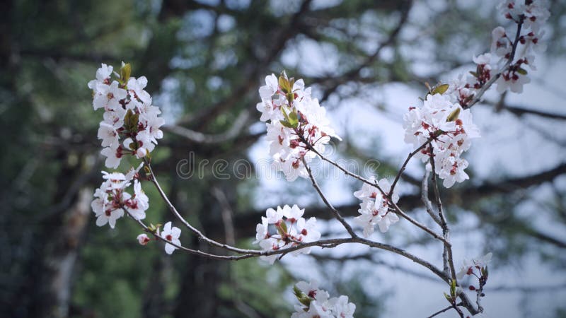 185 French Plum Tree Stock Photos - Free & Royalty-Free Stock Photos ...