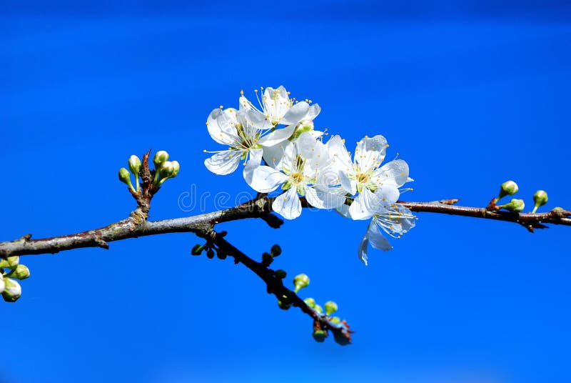 Plum flower stock image. Image of lightweight, leaf, fertility - 87066159