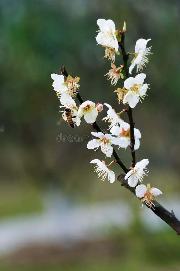 Plum flowers stock photo. Image of beauty, nature, floral - 12294262