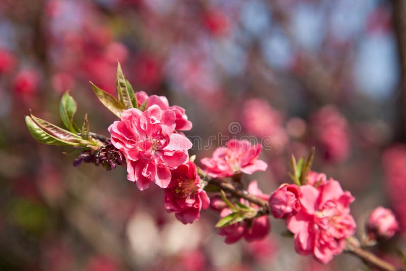Plum flowers stock photo. Image of delicate, closeup - 24644698