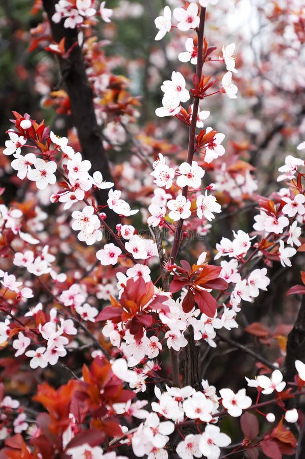 Plum flowers stock image. Image of nature, outside, light - 7456405
