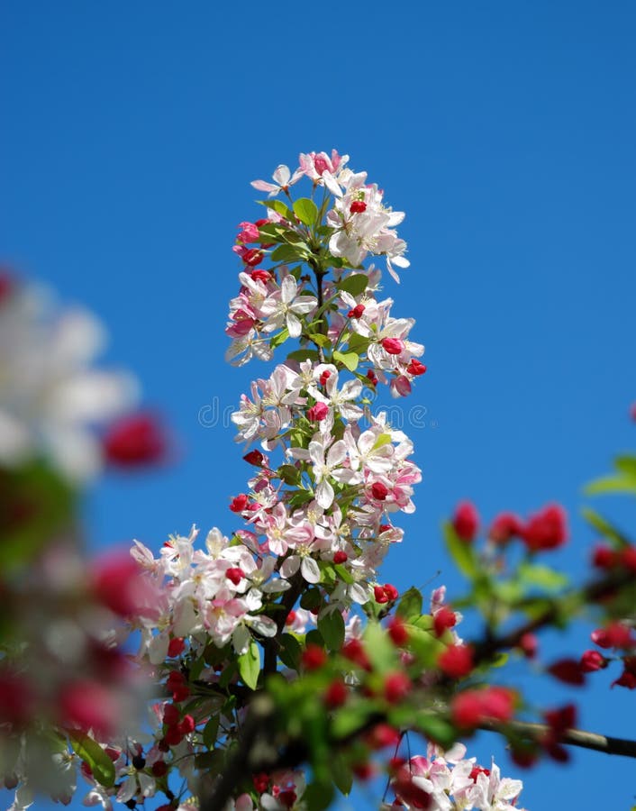Plum flowers stock image. Image of nature, floral, agriculture - 8116887
