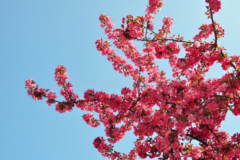 Plum Flowers and Blue Sky stock image. Image of ecology - 92045643