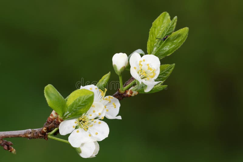 Plum flowers stock image. Image of stamen, female, nature - 54596667