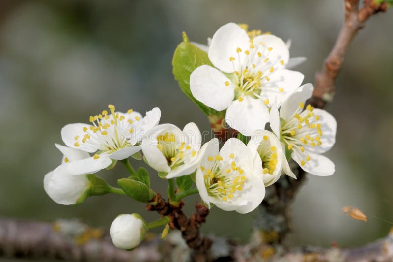 Plum flowers stock image. Image of leaves, hair, stigma - 54596773