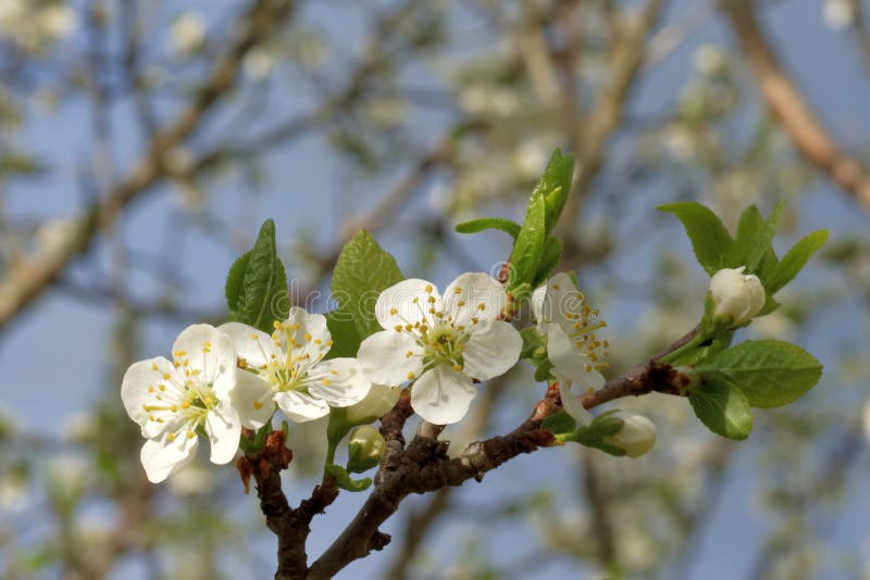 Plum flowers stock photo. Image of blooming, garden, blossom - 54597062