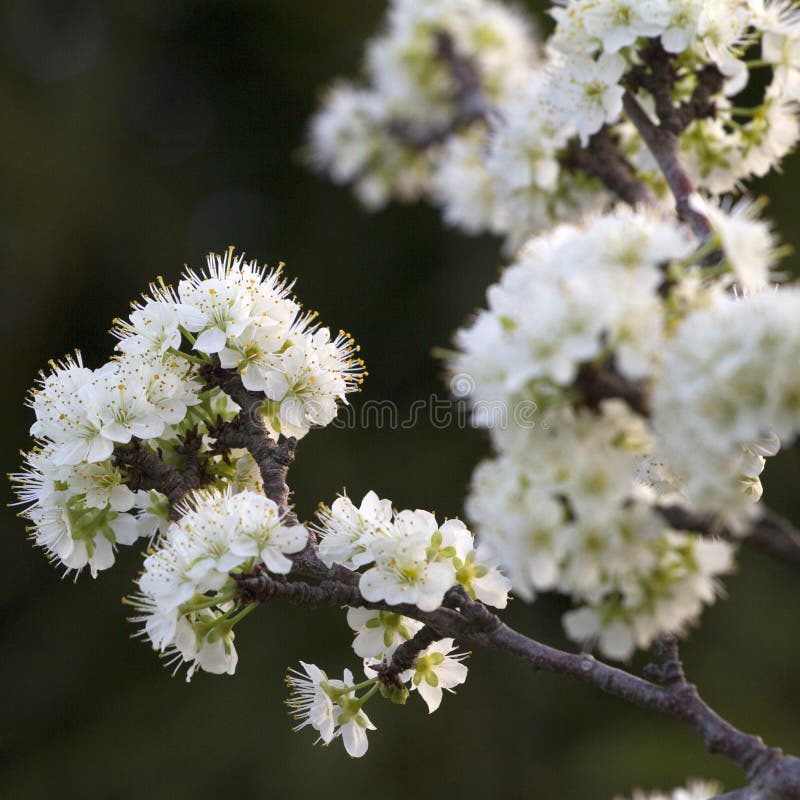 Plum Flowers in Spring, Cherry Blossoms Stock Photo - Image of pink ...