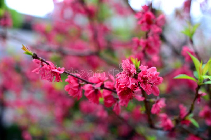 Plum flowers stock image. Image of bouquet, beauty, alphabet - 130039467