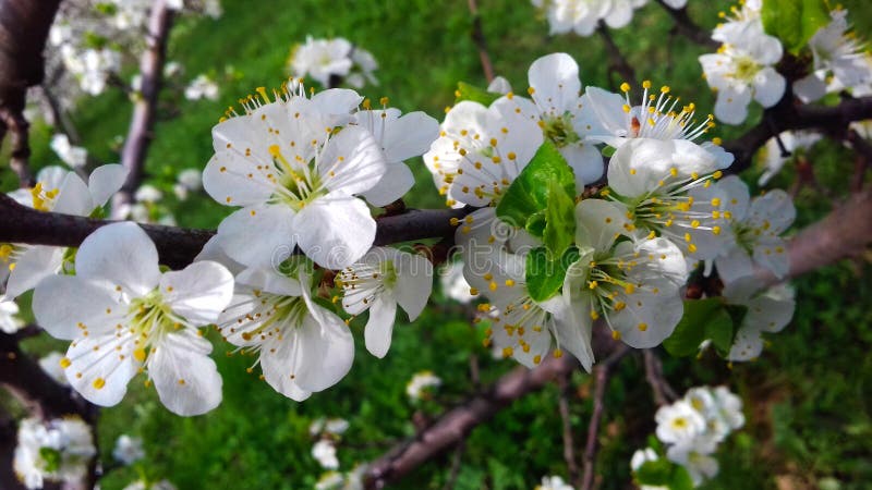 Plum Flowers in Spring, White Plum Blossoms Stock Photo - Image of ...