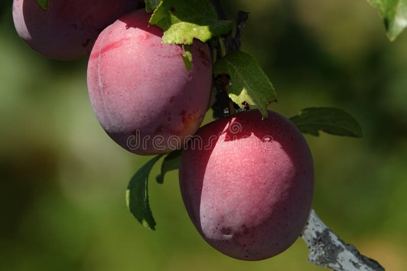 Plum Fruits Ripening on Tree Branches Stock Photo - Image of tree, ripe ...