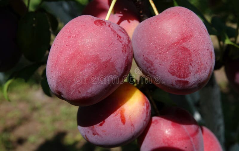 Plum Fruits Ripening on Tree Branches Stock Photo - Image of berries ...