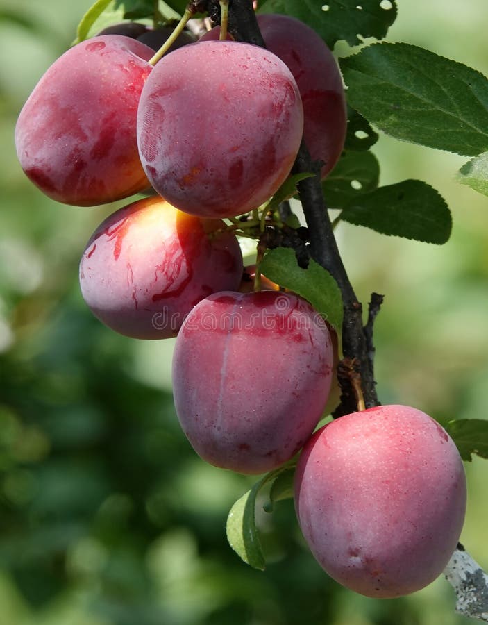 Plum Fruits Ripening on Tree Branches Stock Image - Image of seeds ...