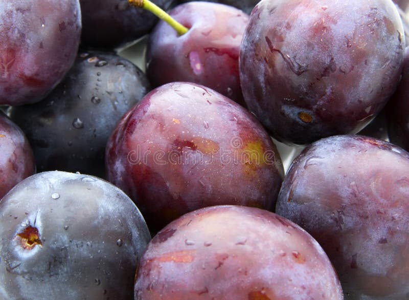 Plum stock photo. Image of juicy, white, studio, sweet - 32713512