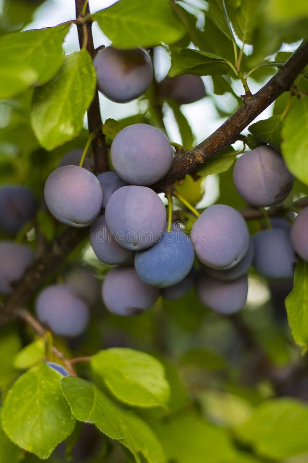 Plum is Growing on a Branch. Stock Photo - Image of juice, august ...
